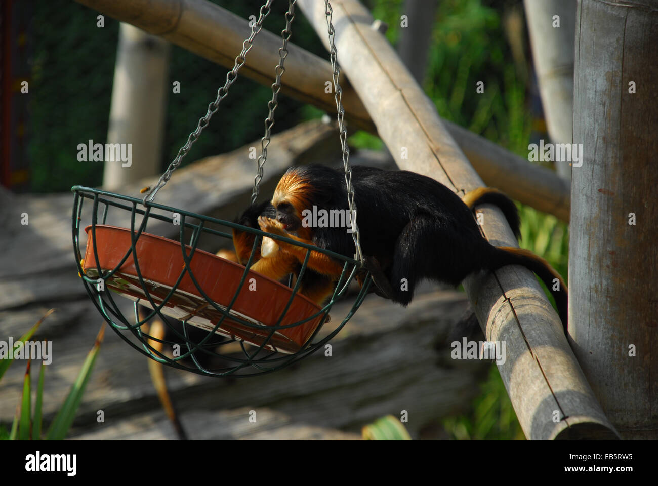 Monkey at the Zoo Stock Photo - Alamy