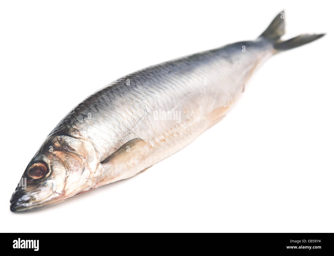 salted herring fish isolated on white background (focus on eye Stock ...