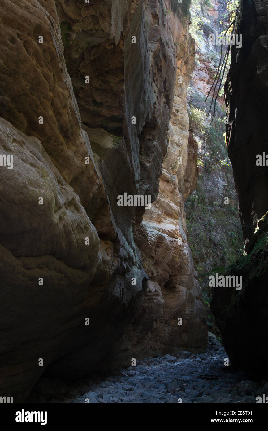 Carnarvon gorge national park hi-res stock photography and images - Alamy