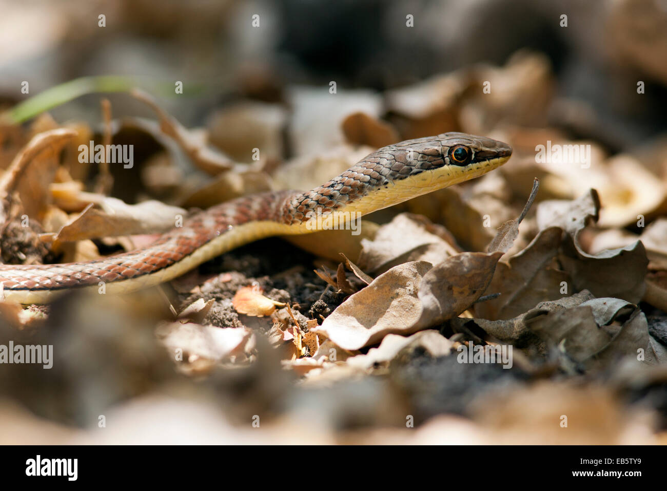 Western Stripe-bellied Sand Snake (Psammophis subtaeniatus) - Mushara ...