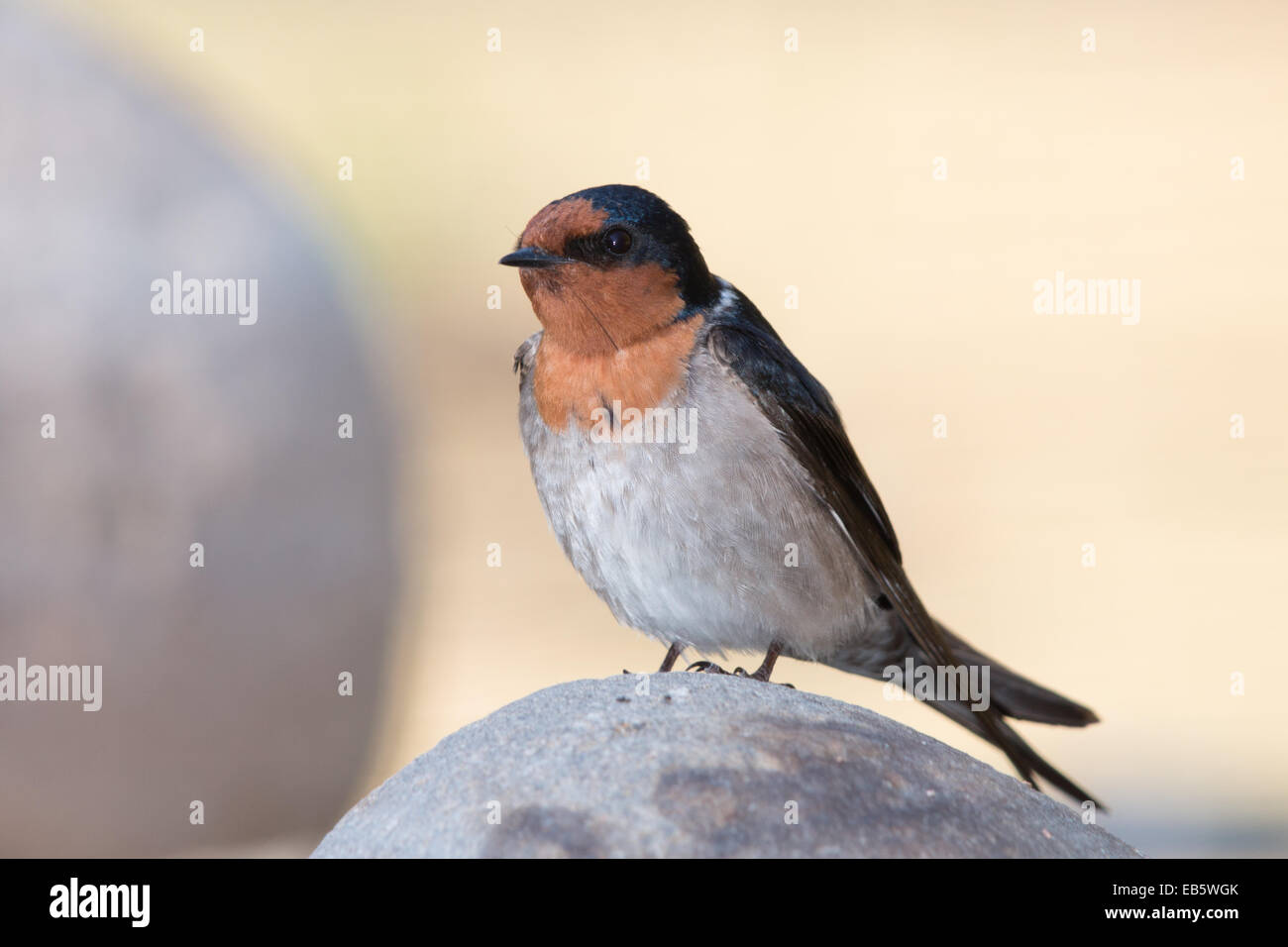 Welcome swallow hi-res stock photography and images - Alamy