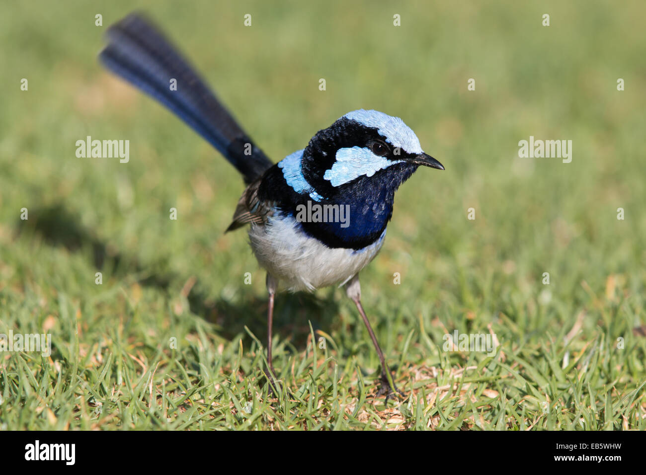 male Superb Fairywren (Malurus cyaneus Stock Photo - Alamy