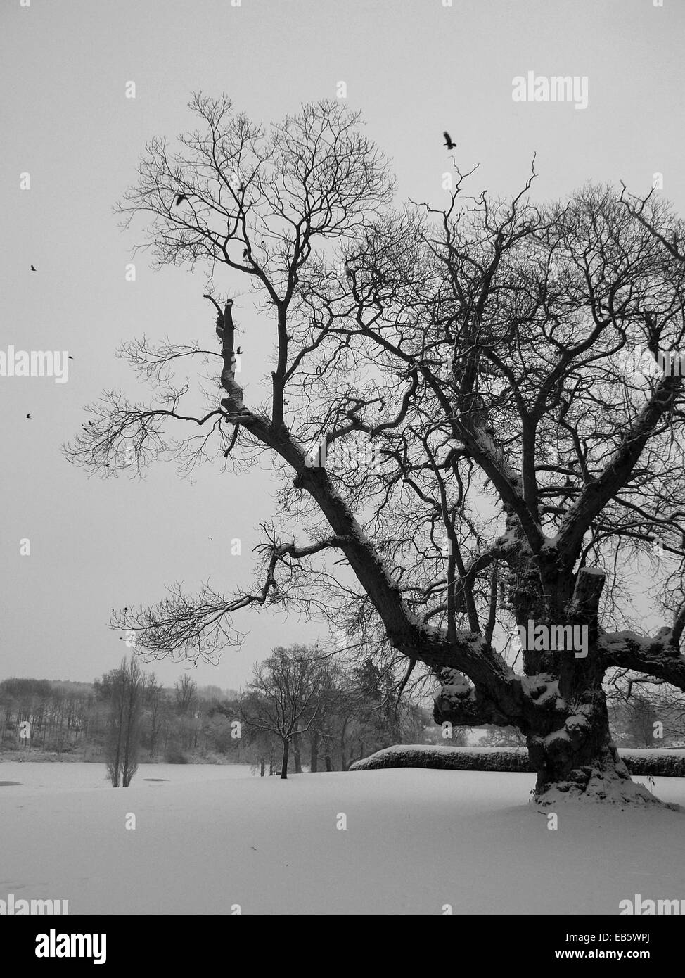 Sweet Chestnut tree covered in thick snow in parkland setting on Bowood ...