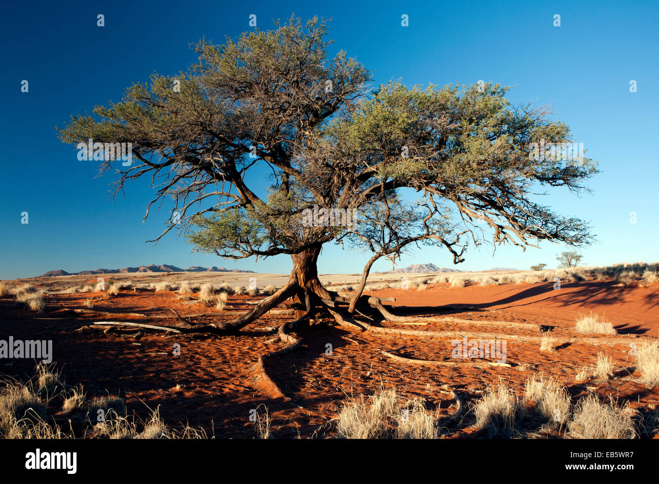 Tree in Wolwedans Landscape - NamibRand Nature Reserve - Hardap Region ...