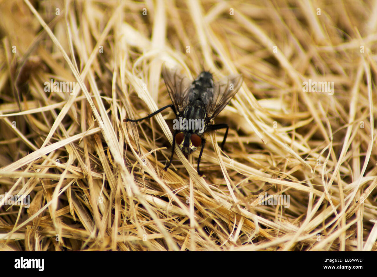 A fly resting on dried grass along The River Thames Stock Photo - Alamy