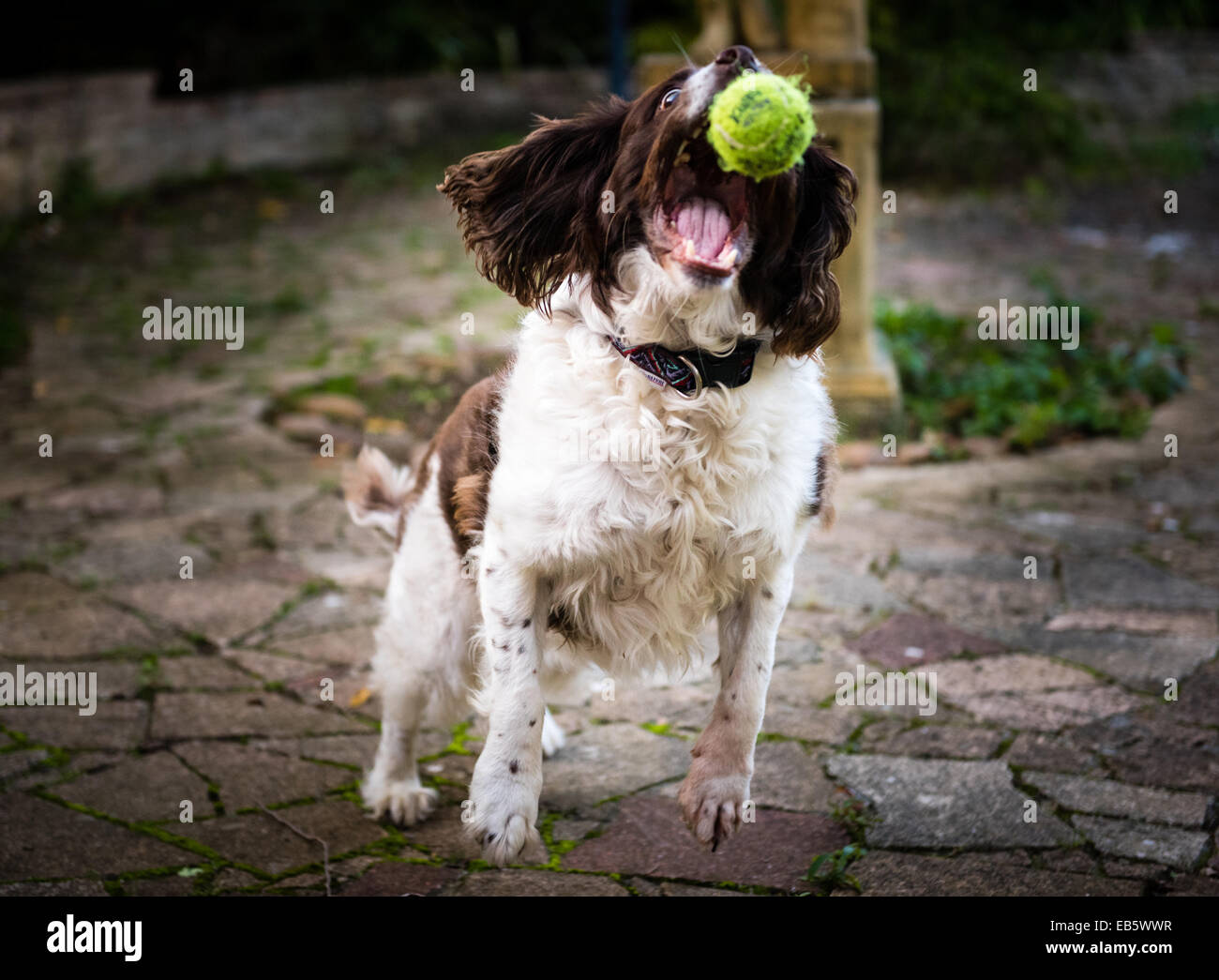 Bilbo Baggins the Springer Spaniel, unfortunately not of Bagend ...