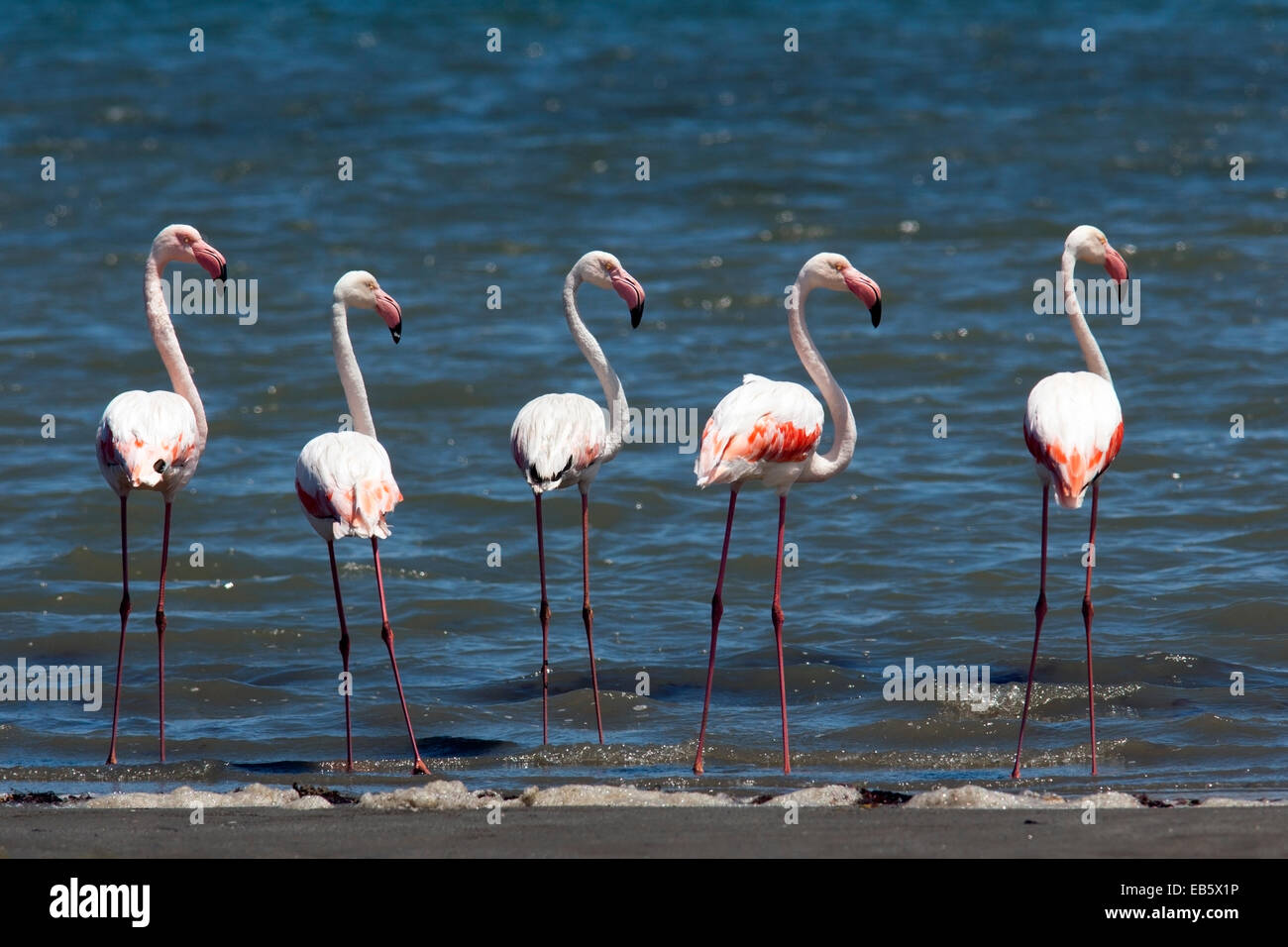 Greater Flamingos (Phoenicopterus roseus) - Diaz Point - Luderitz ...