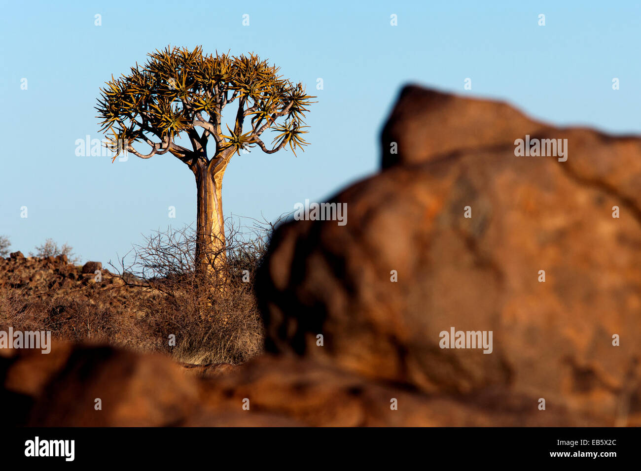 Quiver Tree (Aloe dichotoma) - Keetmanshoop, Namibia, Africa Stock ...