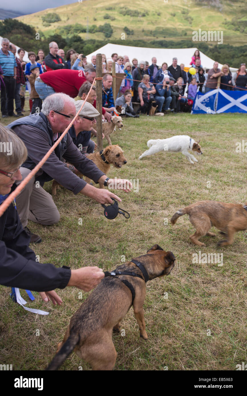 A terrier dog race getting under way at the Dalmally Agricultural ...