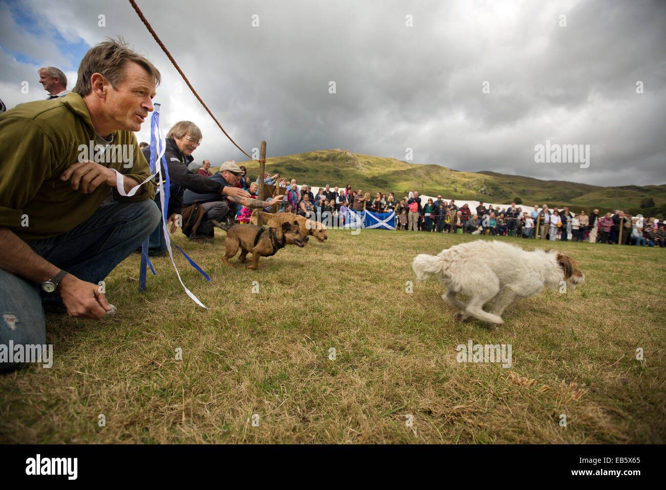 A terrier dog race getting under way at the Dalmally Agricultural ...