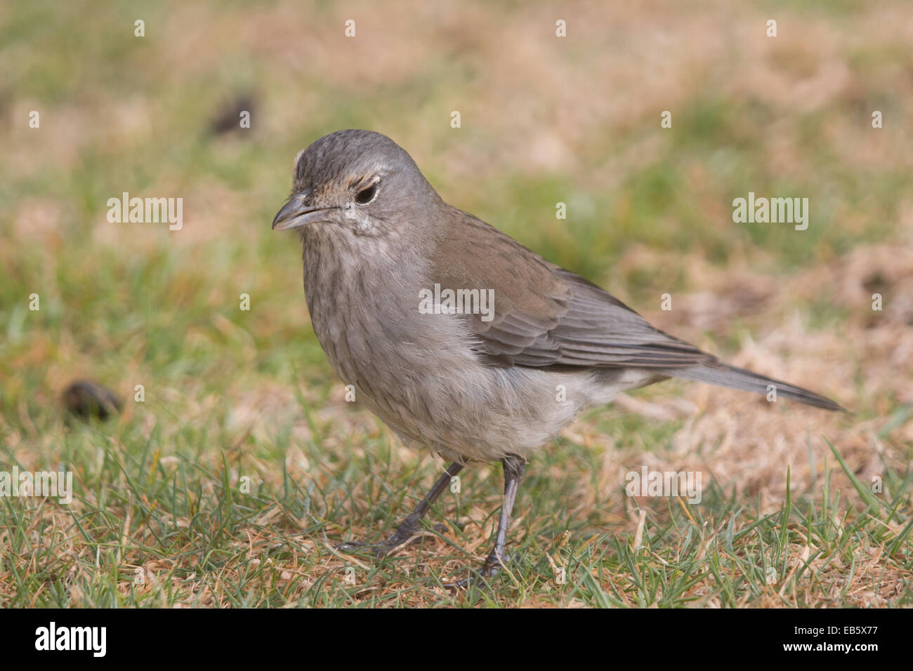 Grey Shrike-thrush (Colluricincla harmonica Stock Photo - Alamy