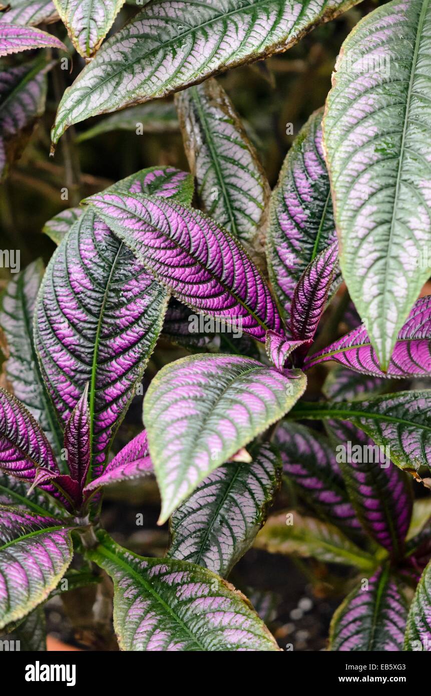 Persian shield hi-res stock photography and images - Alamy