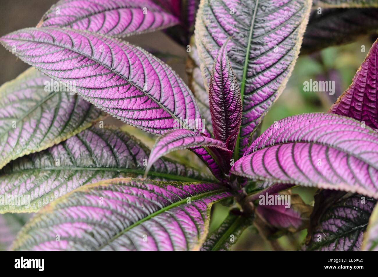 Strobilanthes hi-res stock photography and images - Alamy