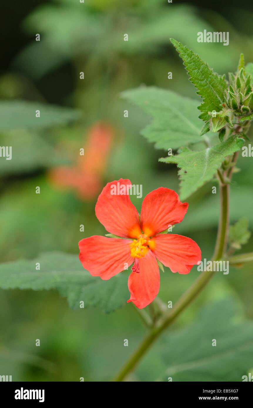 Pavonia missionum hi-res stock photography and images - Alamy