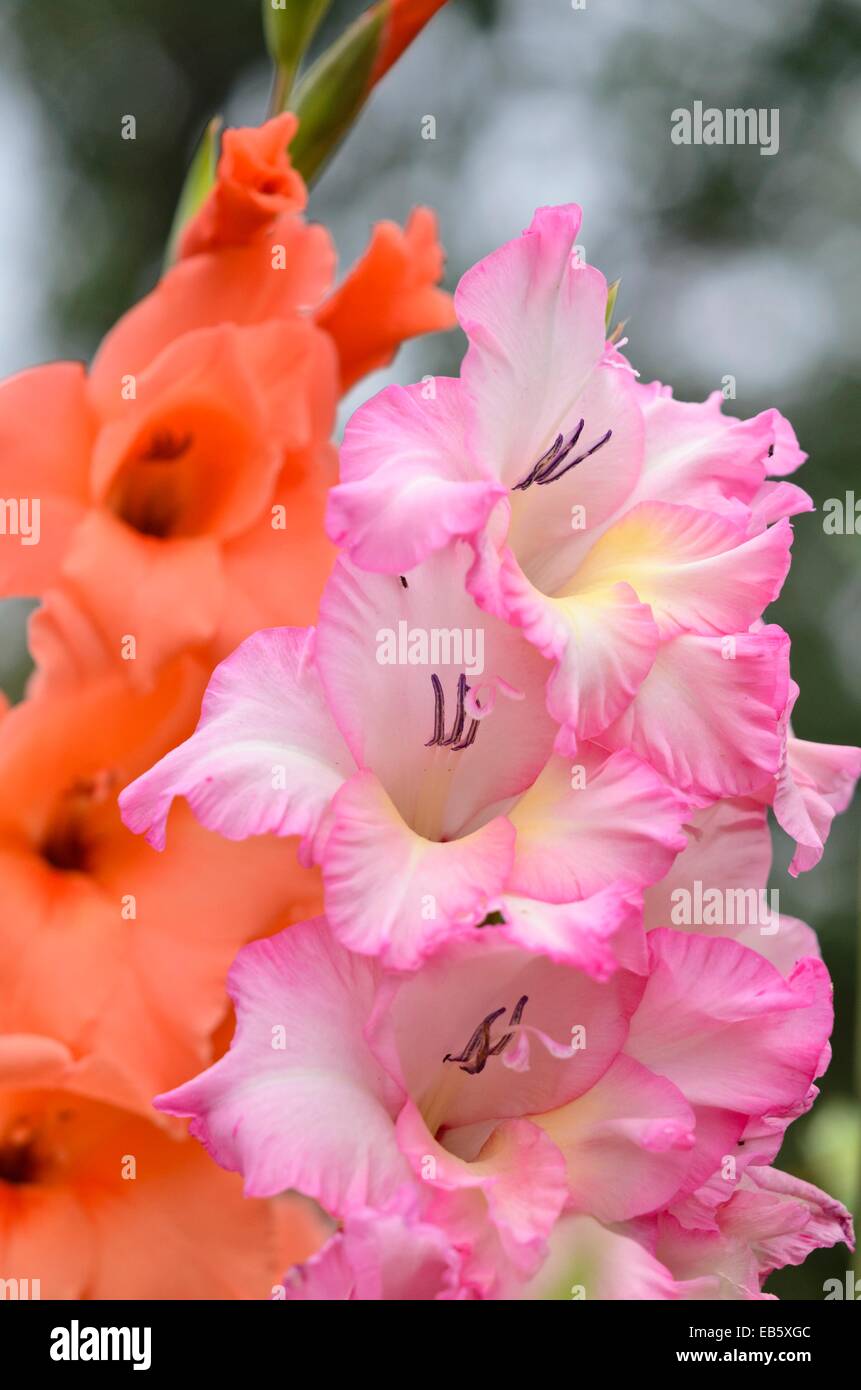 Pink gladiolus flower hi-res stock photography and images - Alamy