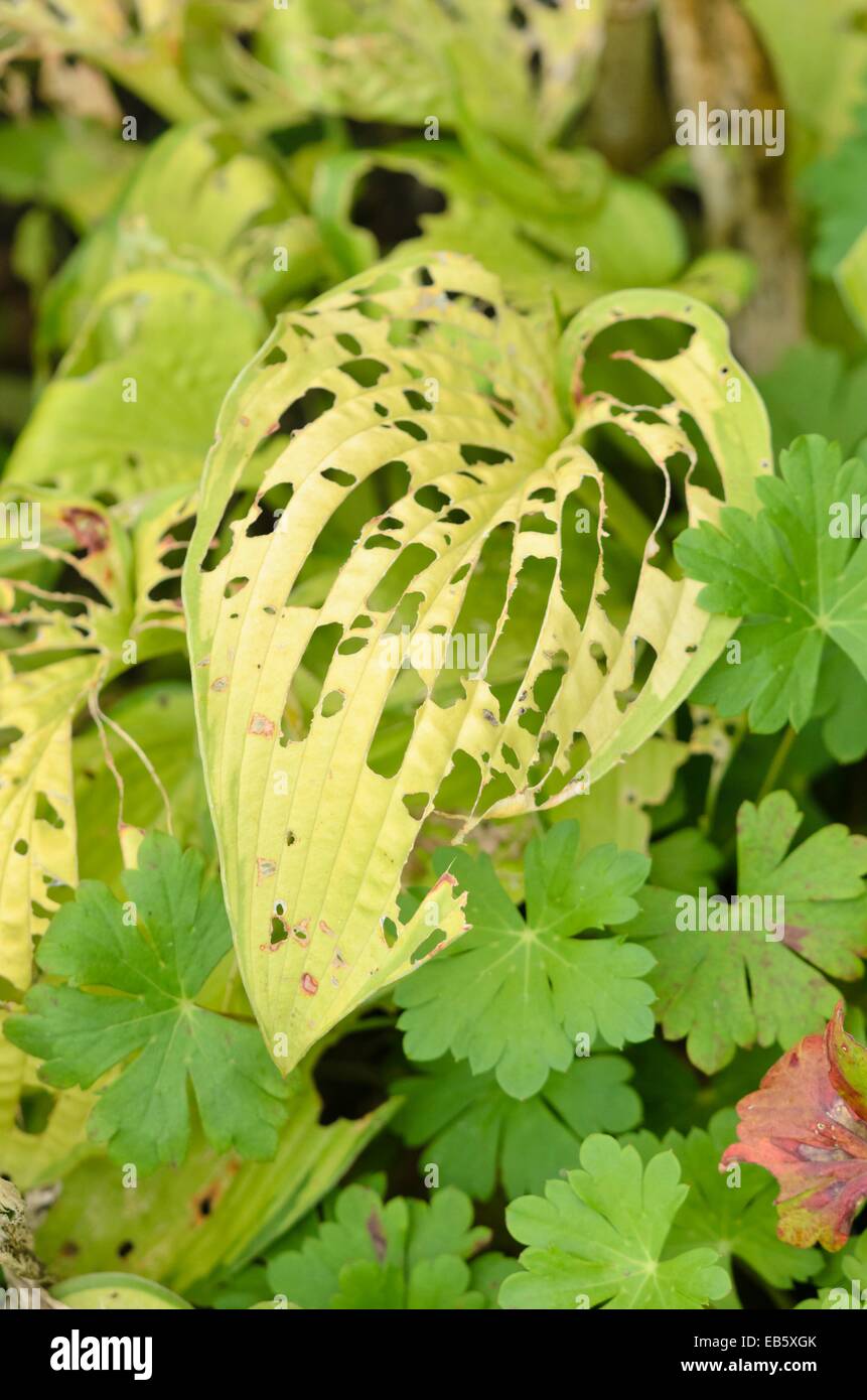 Feeding plant parts hi-res stock photography and images - Alamy