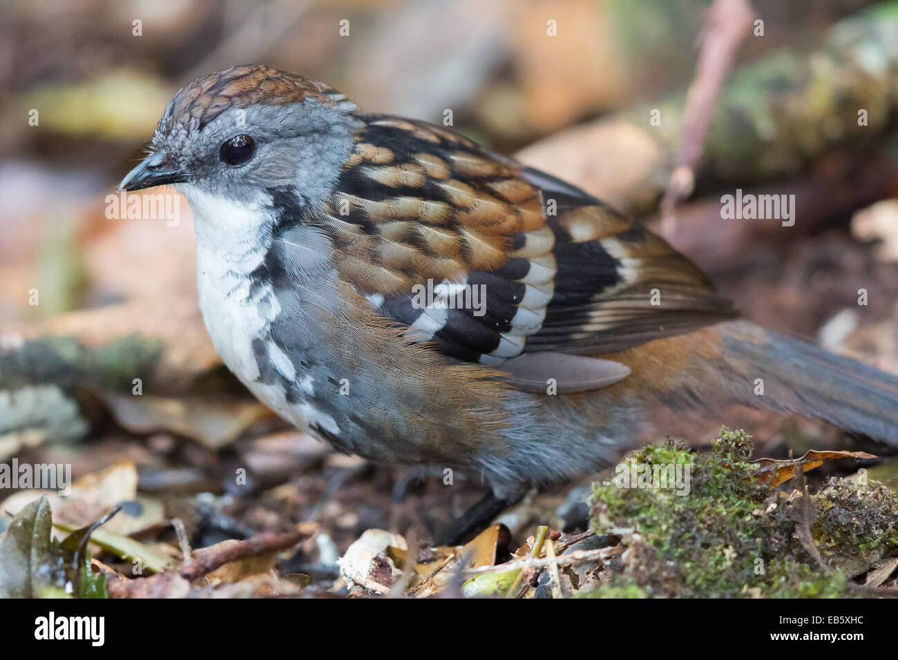 Temminckii hi-res stock photography and images - Alamy