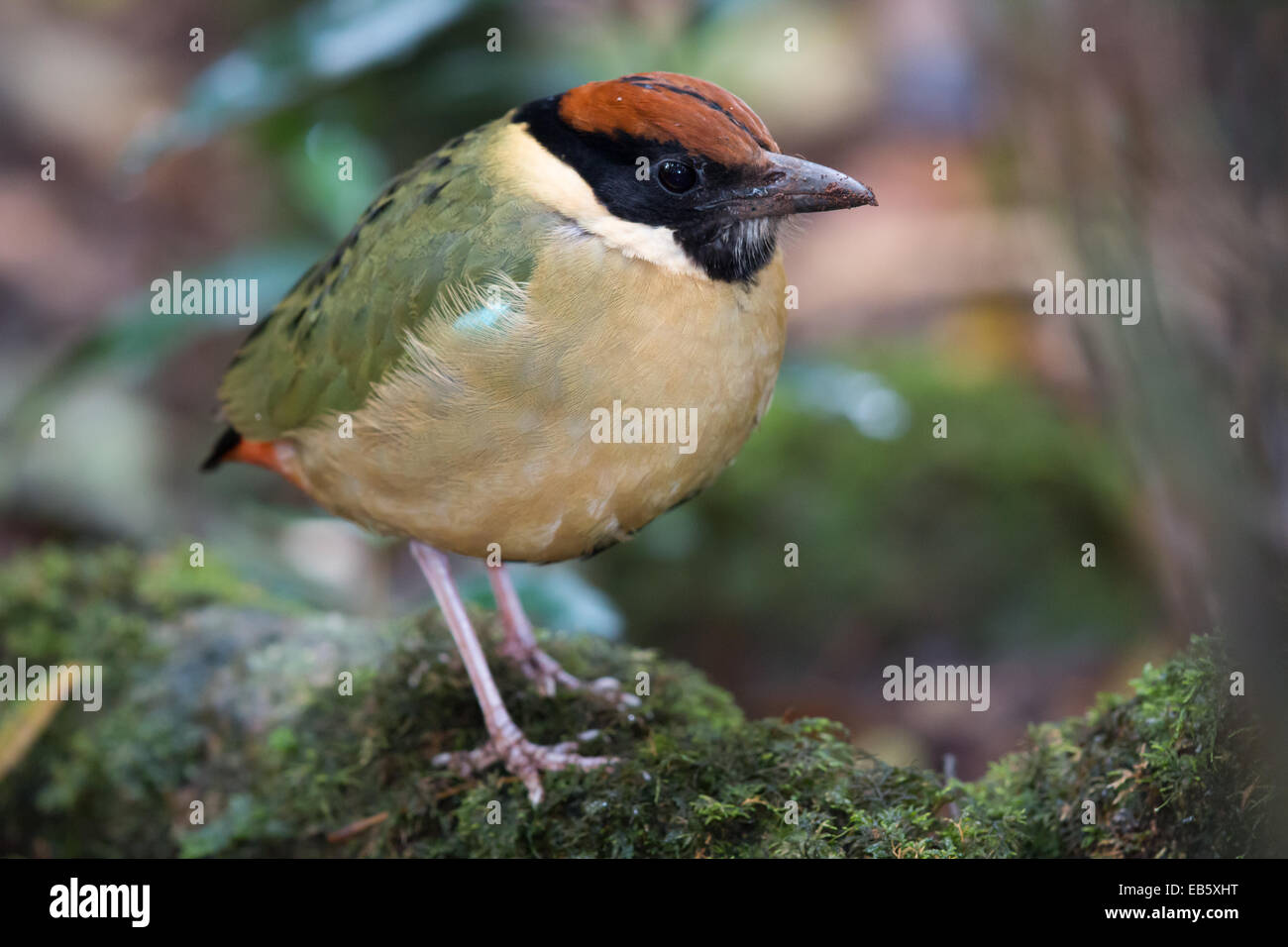 Noisy Pitta (Pitta versicolor Stock Photo - Alamy