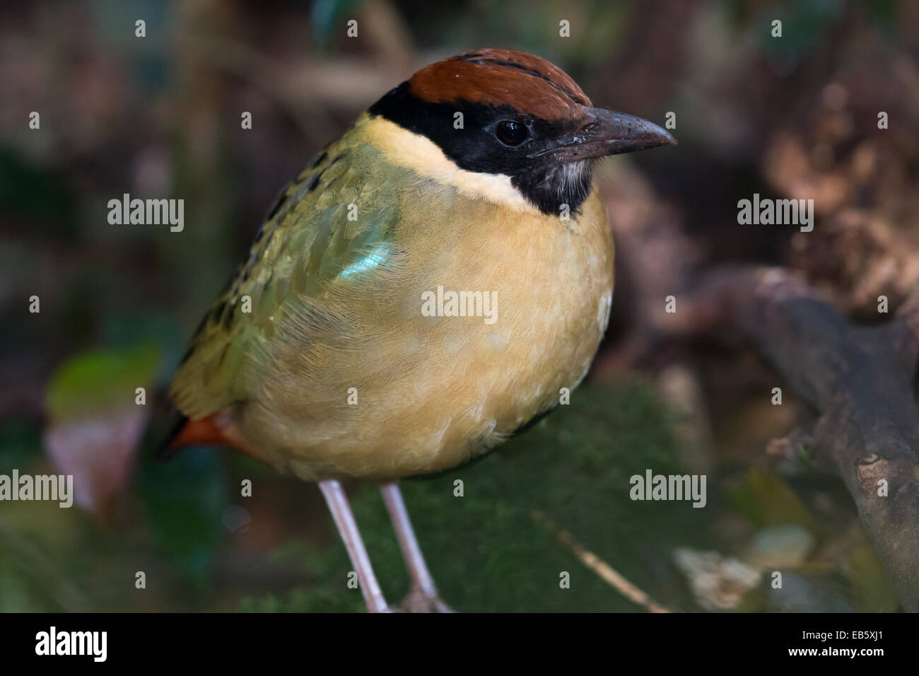 Noisy Pitta (Pitta versicolor Stock Photo - Alamy