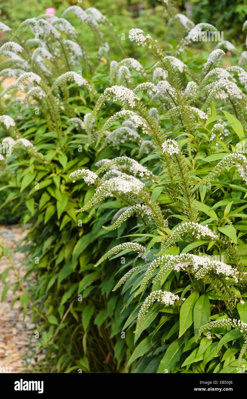 Gooseneck loosestrife (Lysimachia clethroides Stock Photo - Alamy