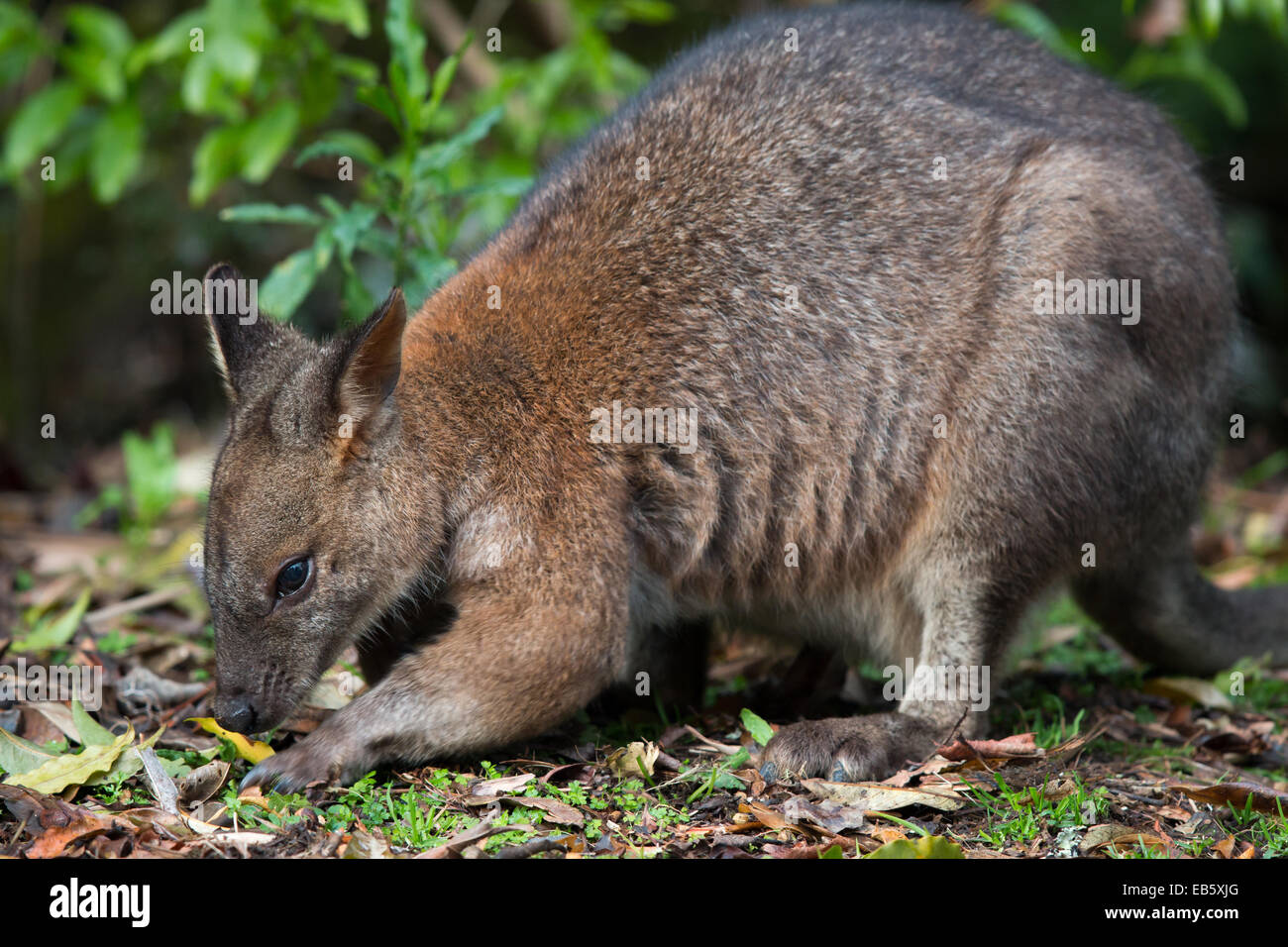Red-necked Pademelon (Thylogale thetis Stock Photo - Alamy