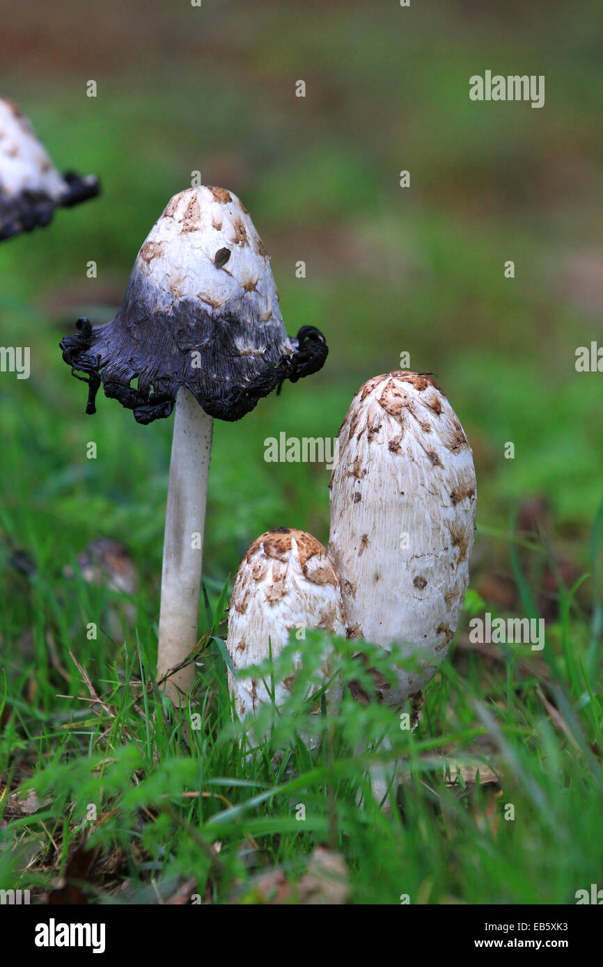 Mushroom Dye High Resolution Stock Photography and Images - Alamy