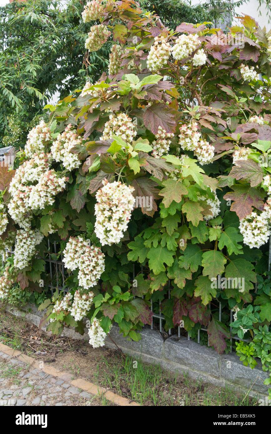 Oak-leaved hydrangea (Hydrangea quercifolia Stock Photo - Alamy