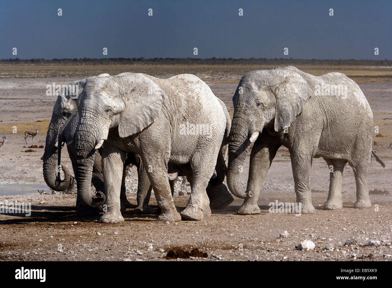 Ghost elephant hi-res stock photography and images - Alamy