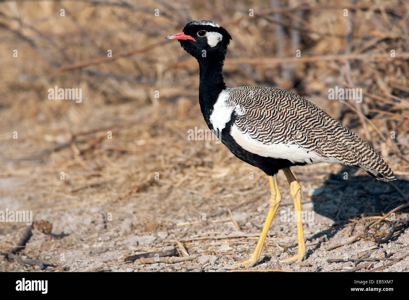 White quilled korhan hi-res stock photography and images - Alamy
