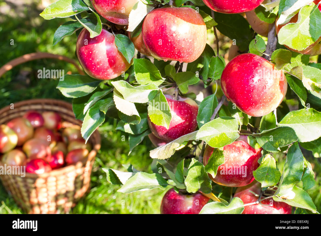 Beautiful apple on branches of tree hi-res stock photography and images ...