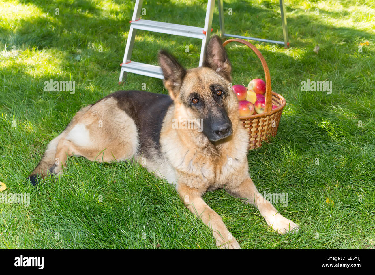 dog breed German shepherd guarding apples in the garden Stock Photo - Alamy