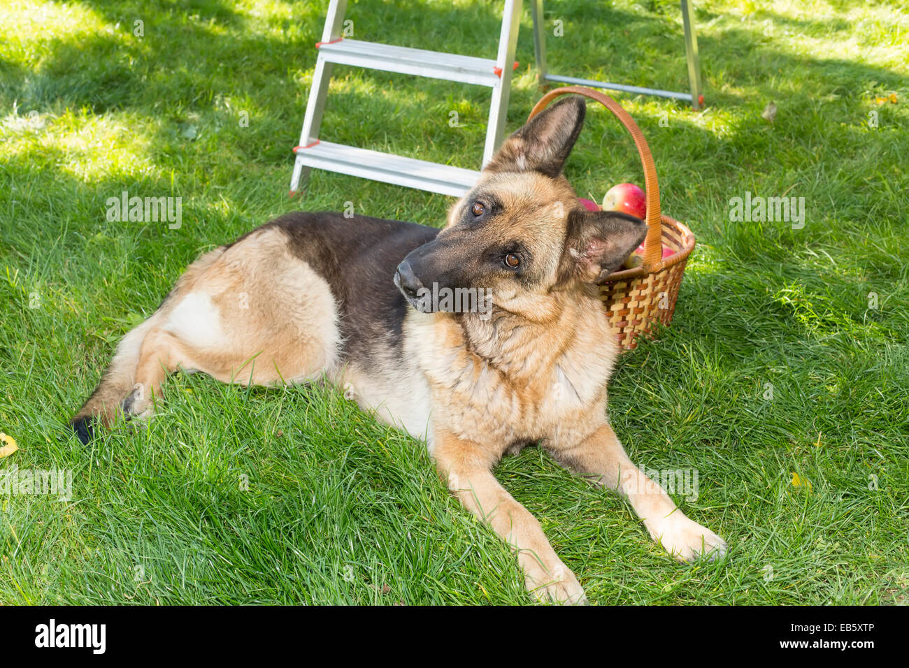 dog breed German shepherd guarding apples in the garden Stock Photo - Alamy