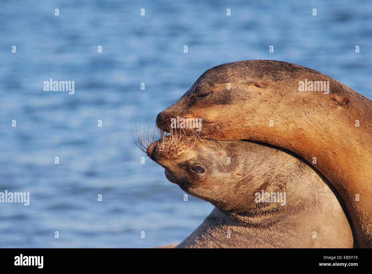 Mating seal hi-res stock photography and images - Alamy