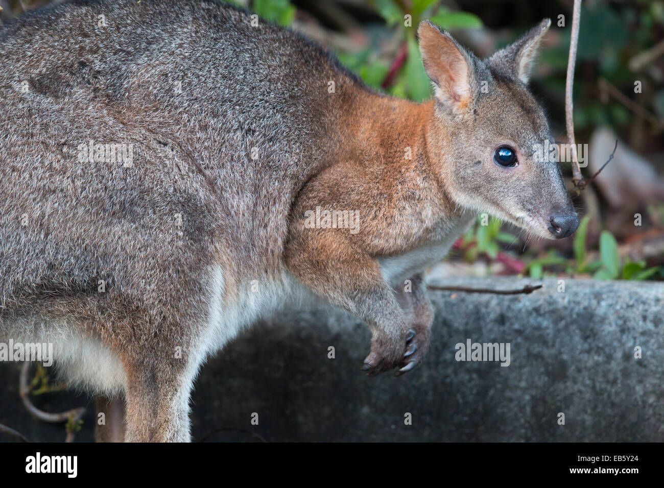 Red-necked Pademelon (Thylogale thetis Stock Photo - Alamy