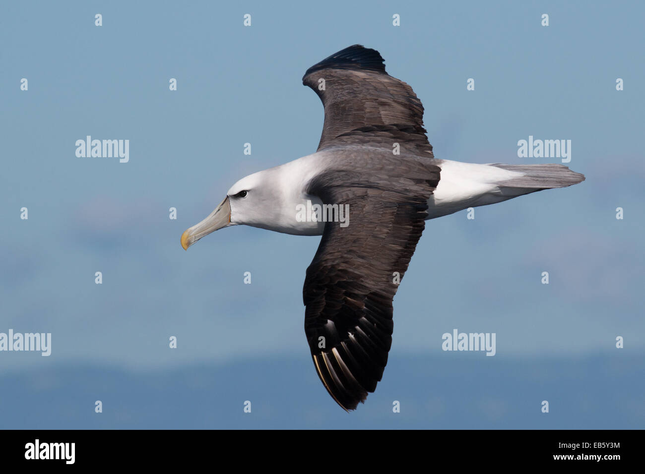 Shy/White-capped Albatross (Thalassarche cauta/steadi) in flight Stock ...