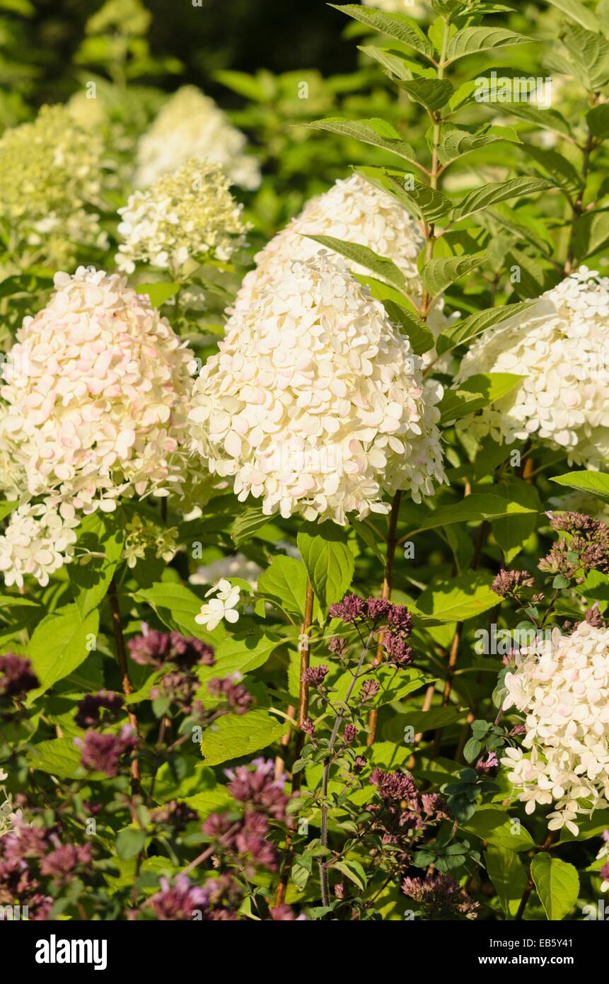 Panicle hydrangea (Hydrangea paniculata 'Limelight' Stock Photo - Alamy