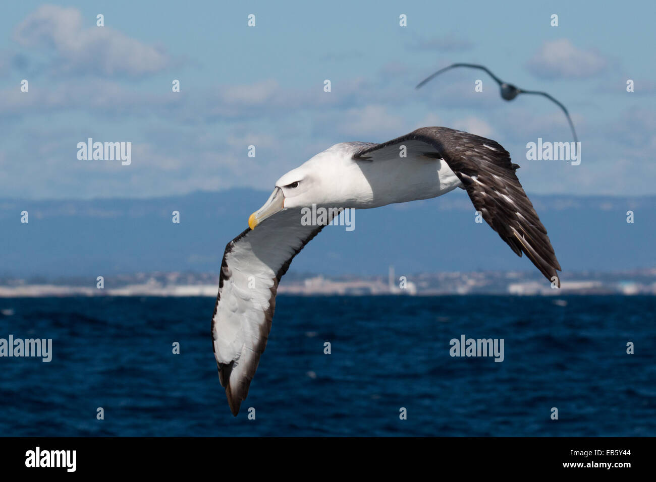 Shy/White-capped Albatross (Thalassarche cauta/steadi) in flight Stock ...