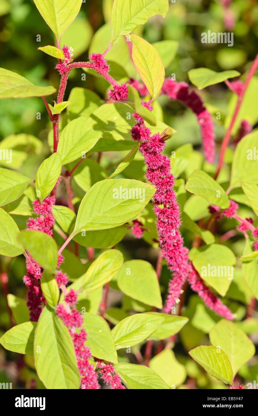 Love lies bleeding (Amaranthus caudatus Stock Photo - Alamy
