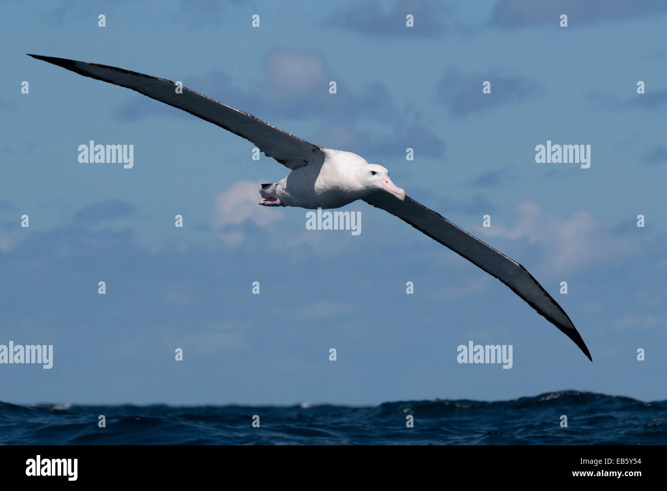Wandering Albatross (Diomedea exulans) flying over the Pacific Ocean ...