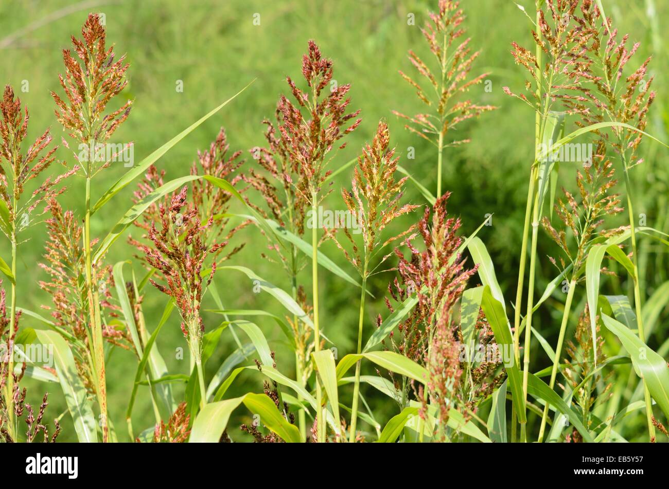 Sorghum panicle hi-res stock photography and images - Alamy