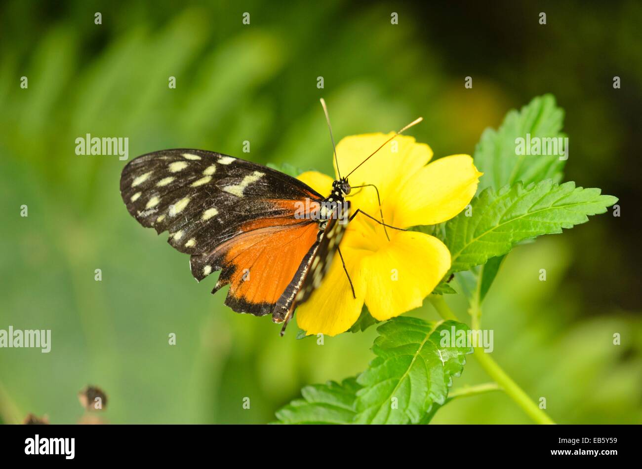 Ismenius tiger (Heliconius ismenius Stock Photo - Alamy