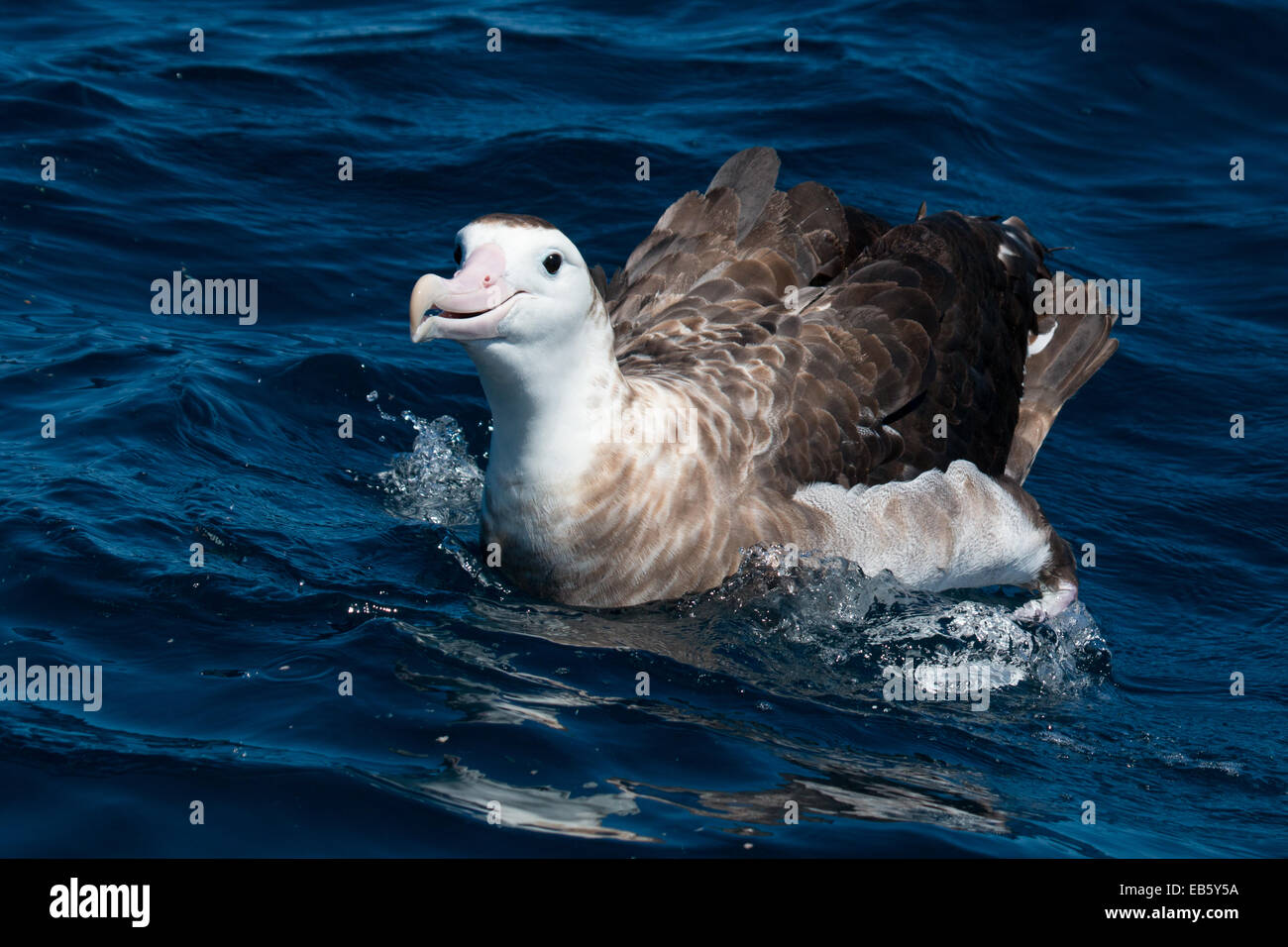 Antipodean Albatross (Diomedea antipodensis) swimming in the ocean ...