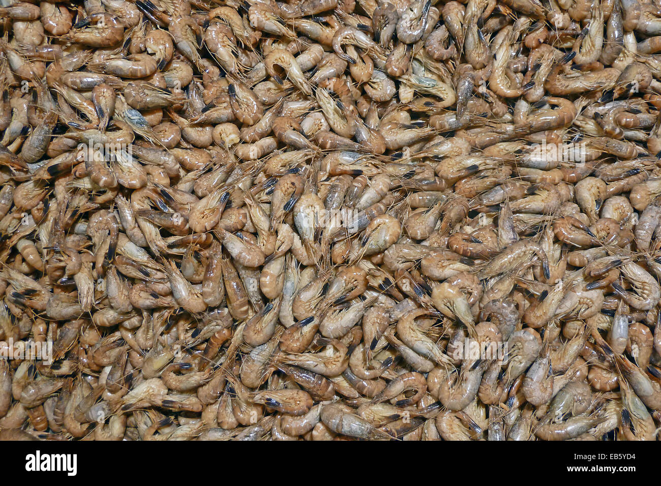 Grabben, Granat, Ostfriesland Stock Photo - Alamy