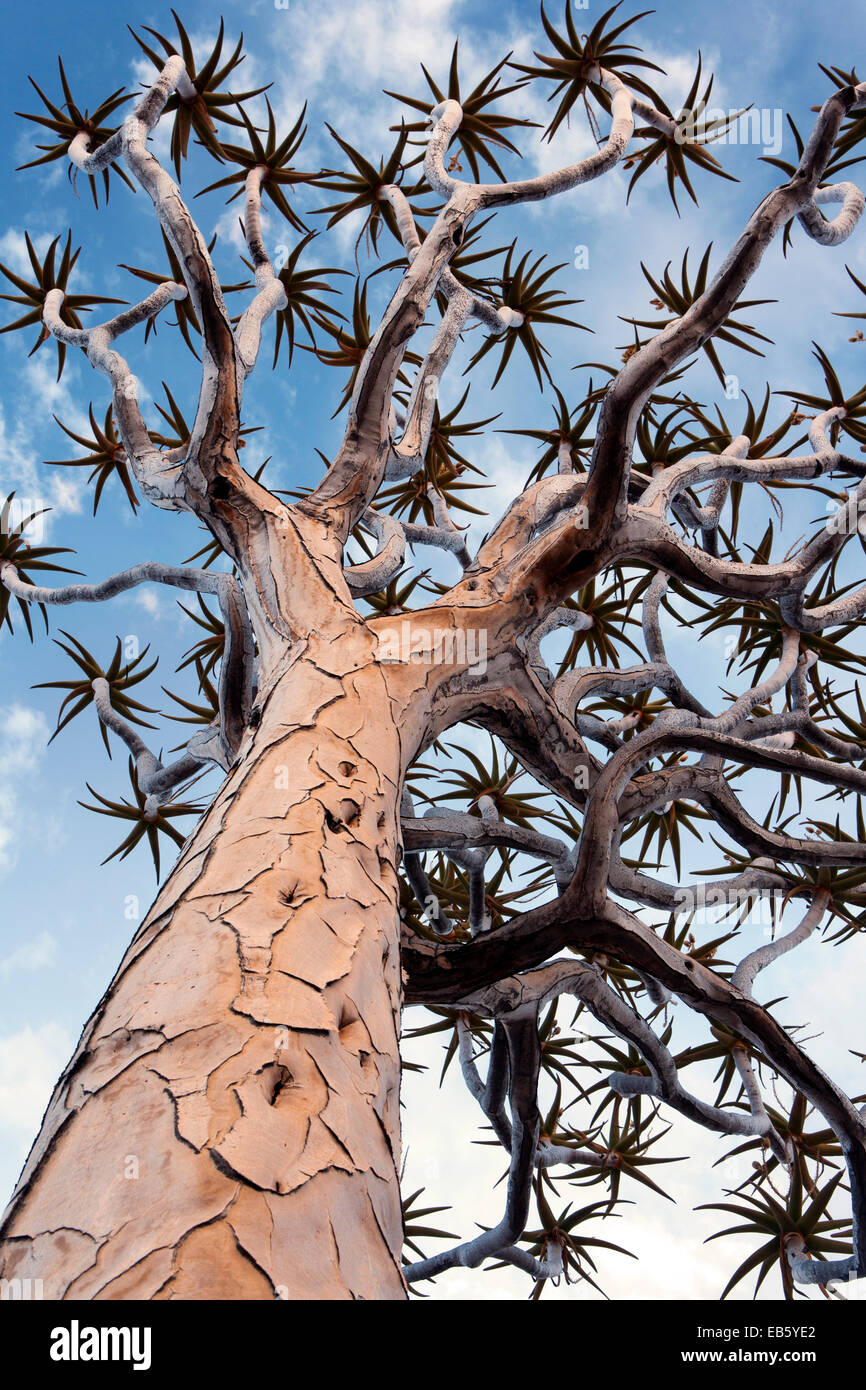 Quiver Tree (Aloe dichotoma) Forest - Keetmanshoop, Namibia, Africa ...