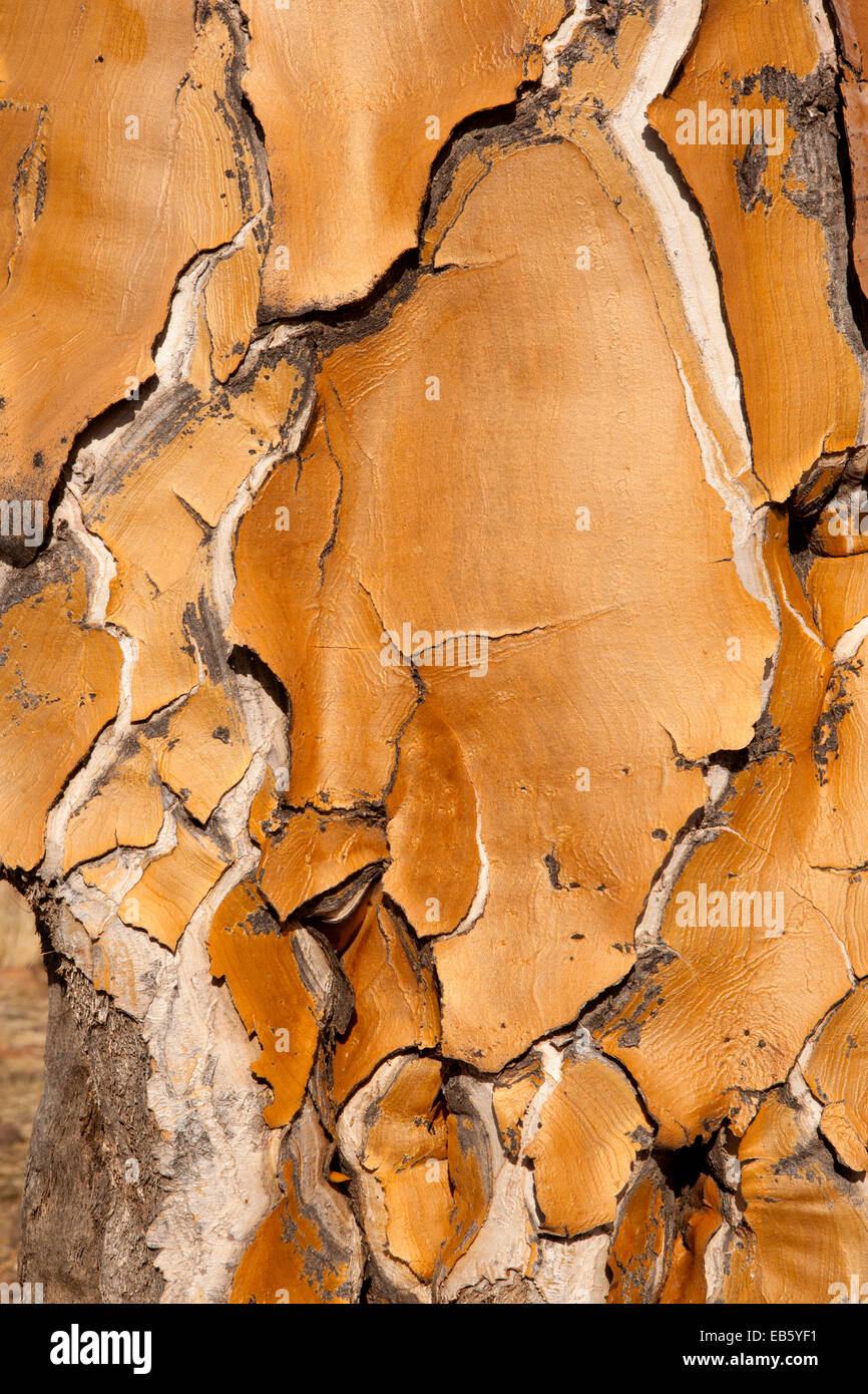 Quiver Tree (Aloe dichotoma) Bark in the Giant's Playground ...
