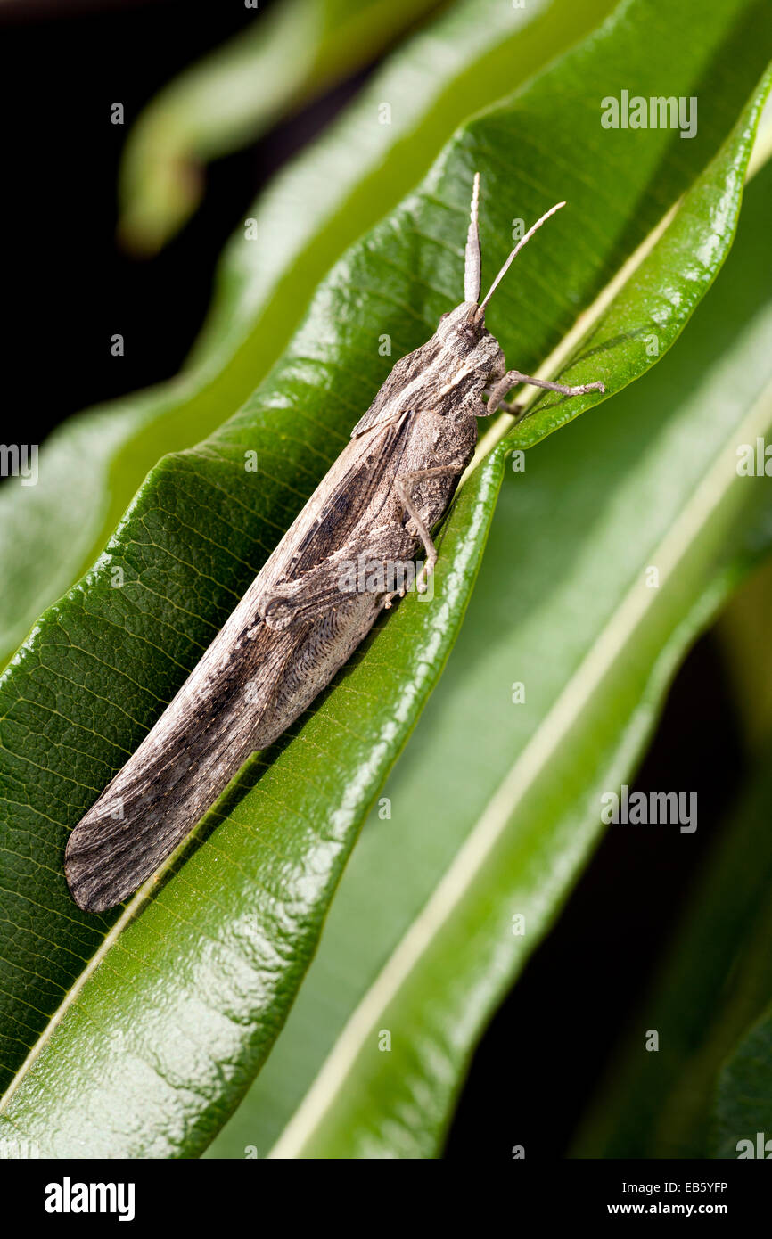 Katydid grasshopper hi-res stock photography and images - Alamy