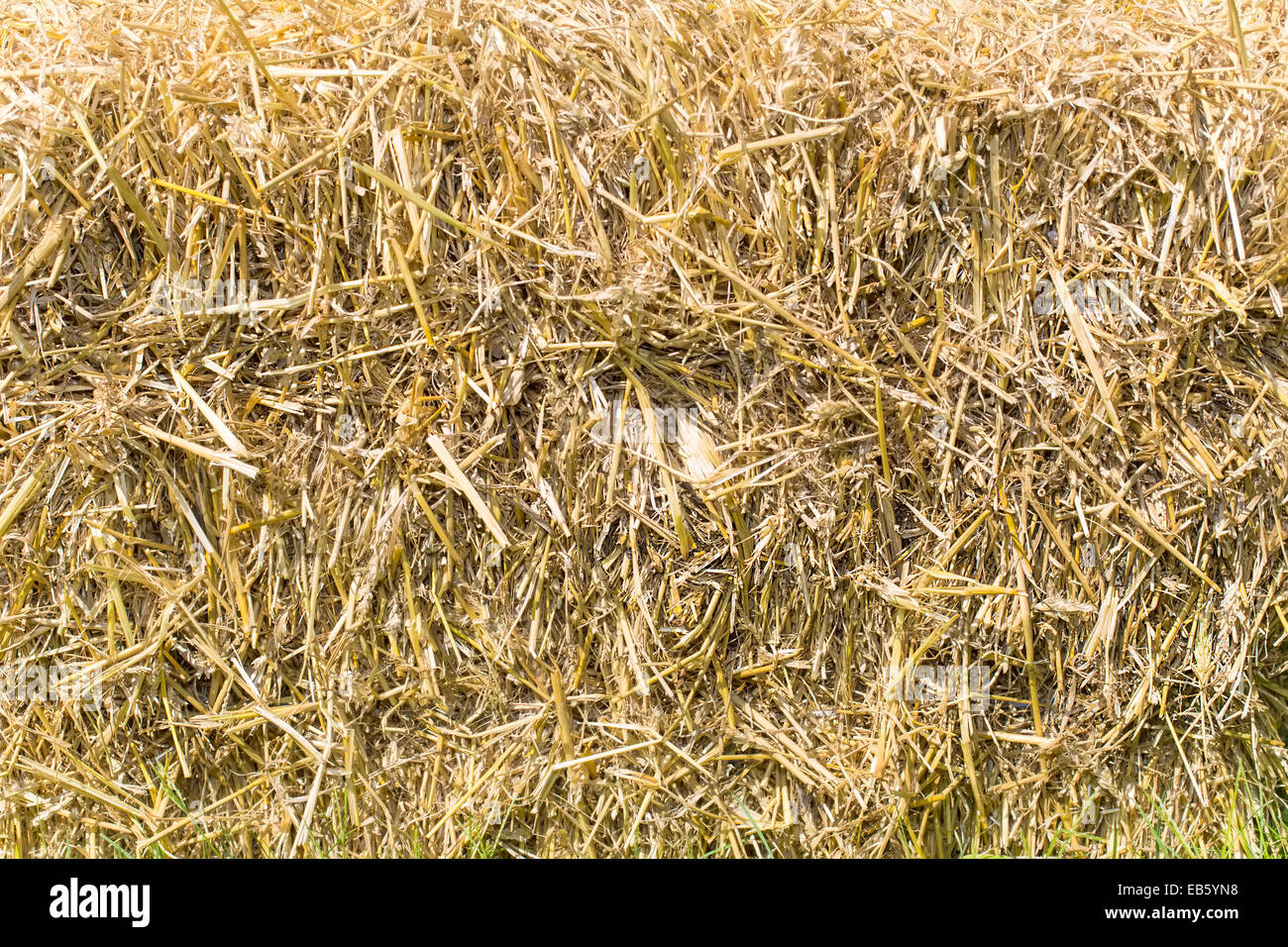 background of yellow dried straw Stock Photo - Alamy