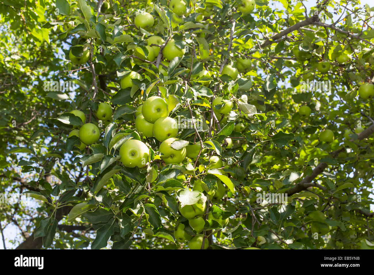 apple tree with bunches of green apples Stock Photo - Alamy