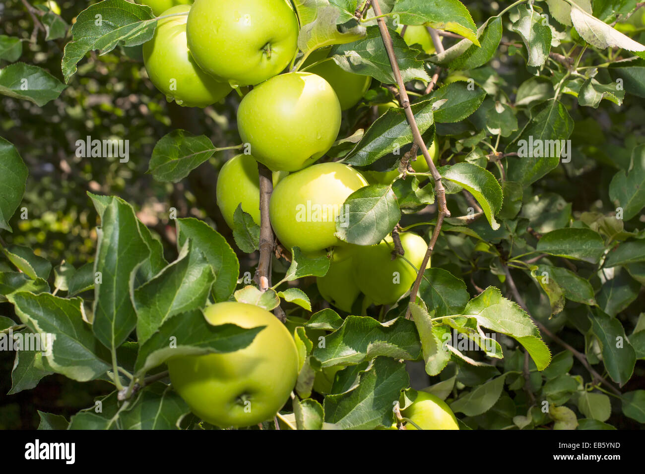 Tree branches green apples hi-res stock photography and images - Alamy