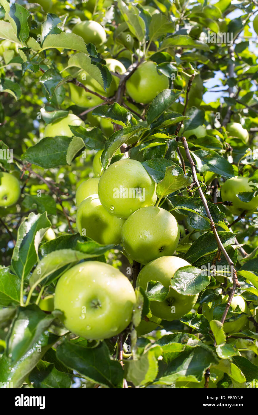 apple tree with bunches of green apples Stock Photo - Alamy